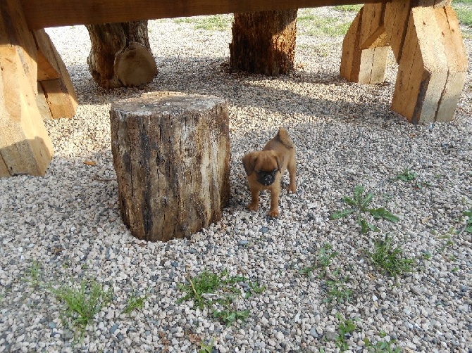 Accueil - Elevage du domaine de Spike - eleveur de chiens Petit Brabançon