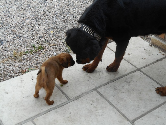 Accueil - Elevage du domaine de Spike - eleveur de chiens Petit Brabançon
